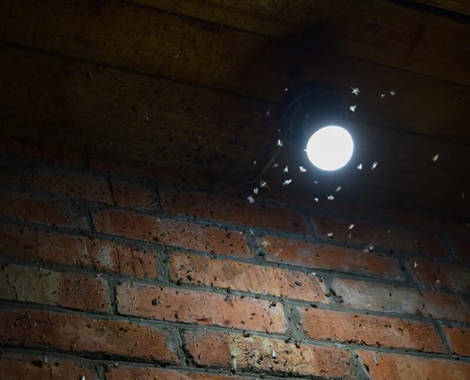 Do LED Lights Attract Bugs? - Simple Lighting Blog
